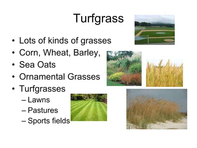 Turf Transition Zone | PPT