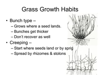 Turf Transition Zone | PPT