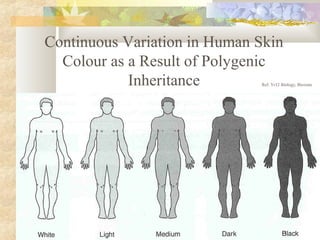 Continuous Variation In Humans