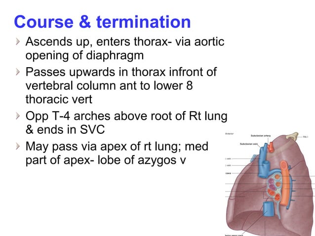 Azygos System Ppt Lung And Respiratory Health Diseases And Conditions