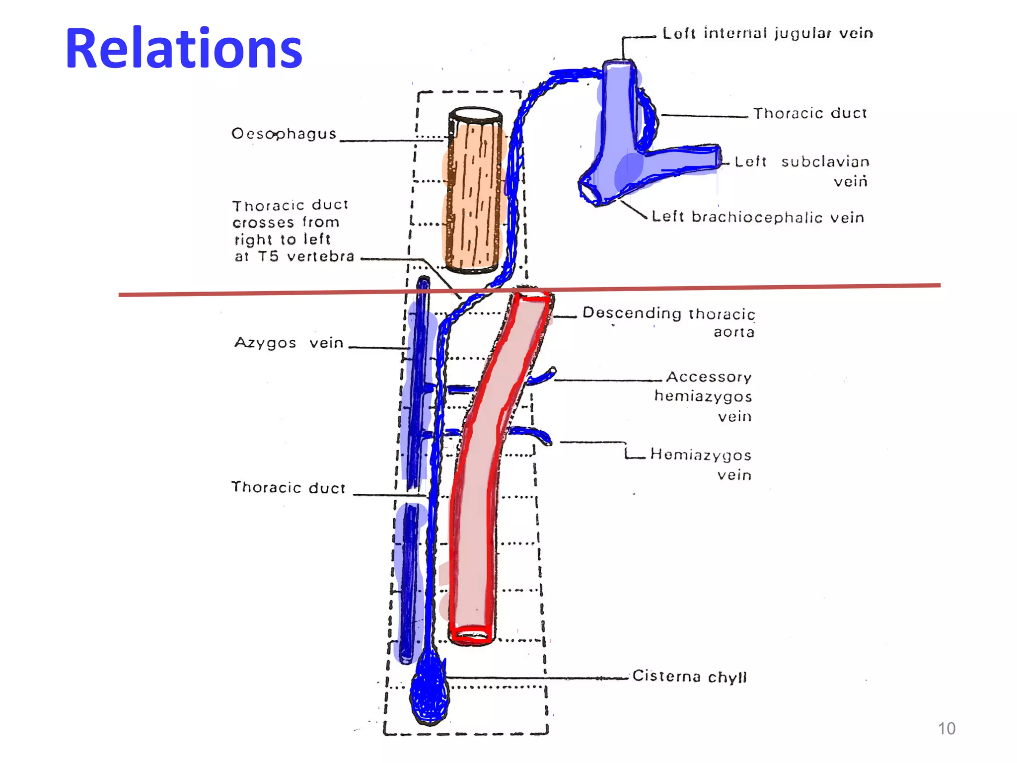 thoracic duct | PPT