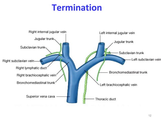 thoracic duct