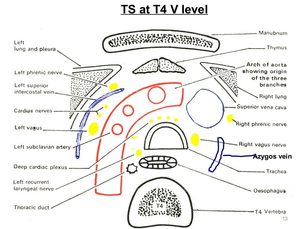 thoracic duct