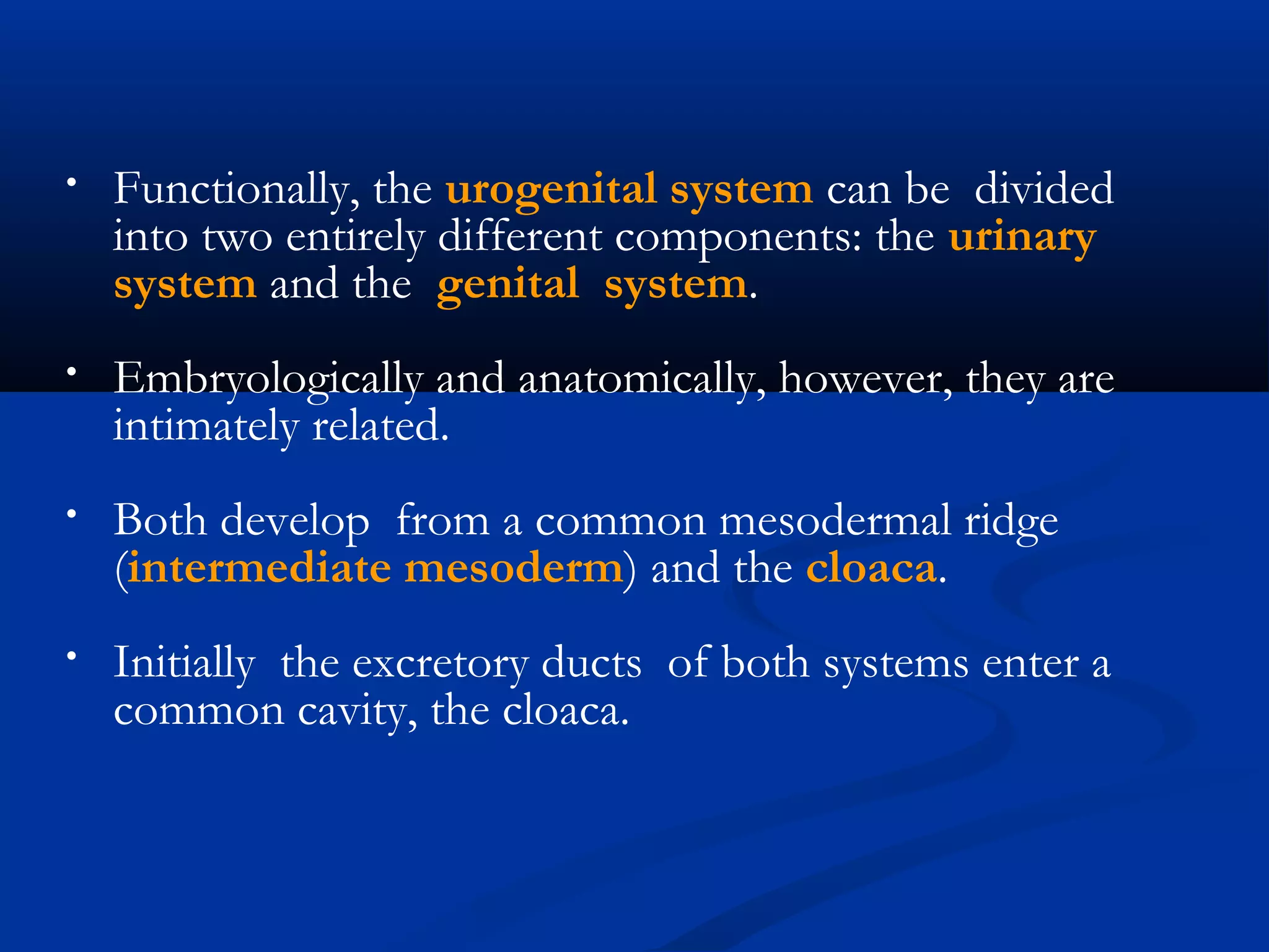 10.development of urogenital system | PPT