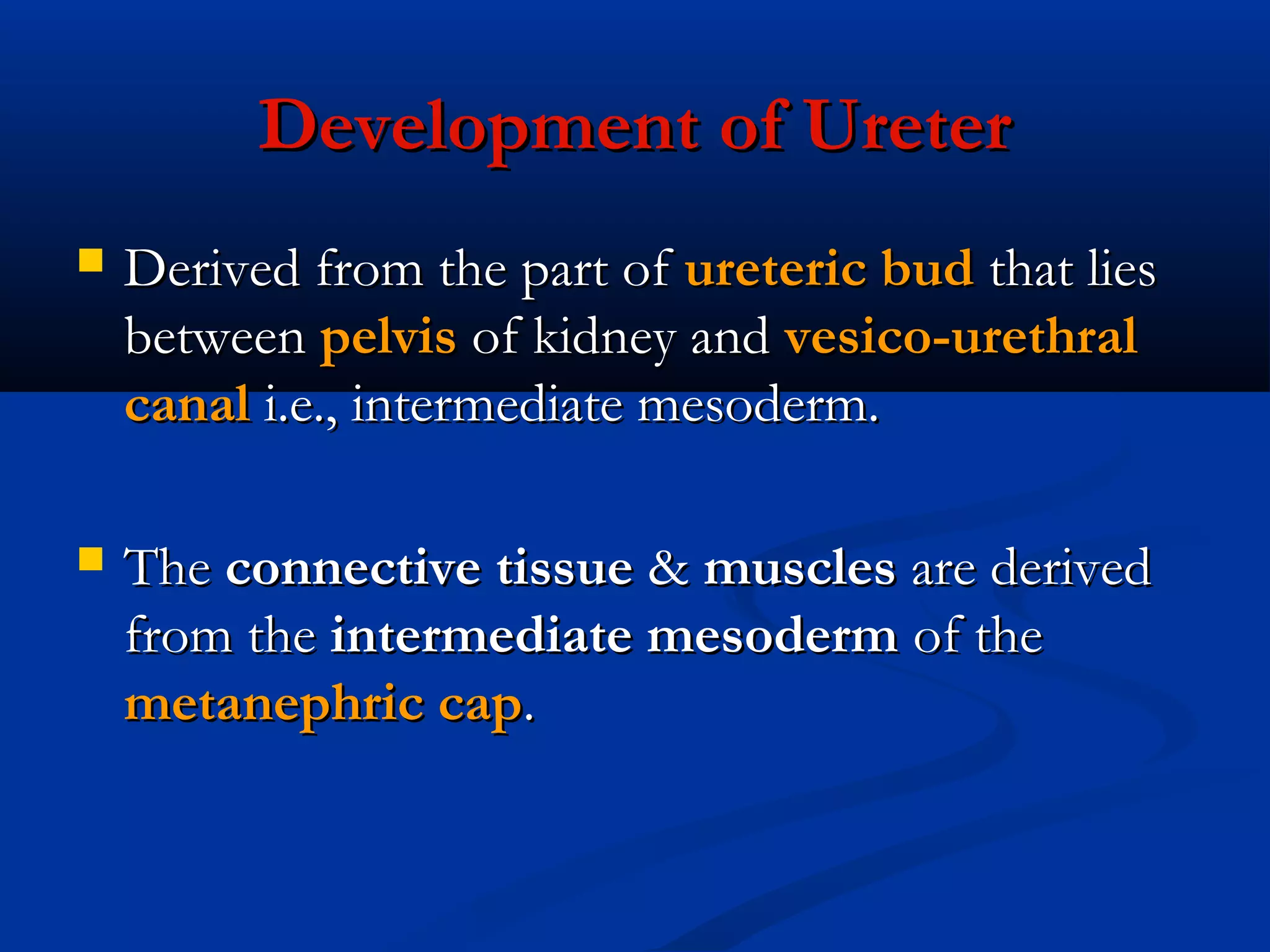 10.development of urogenital system | PPT