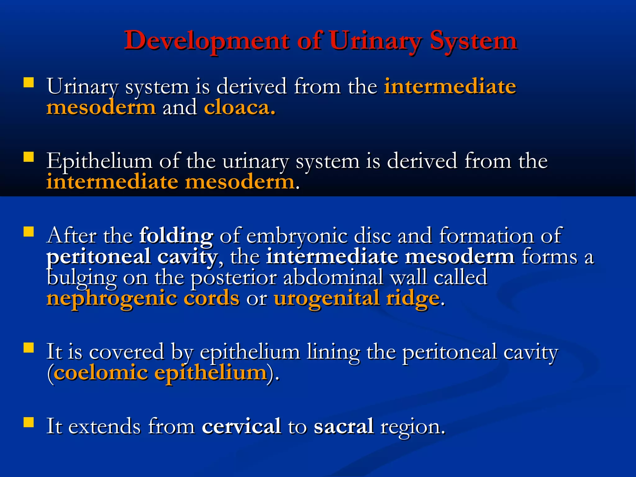 10.development of urogenital system | PPT