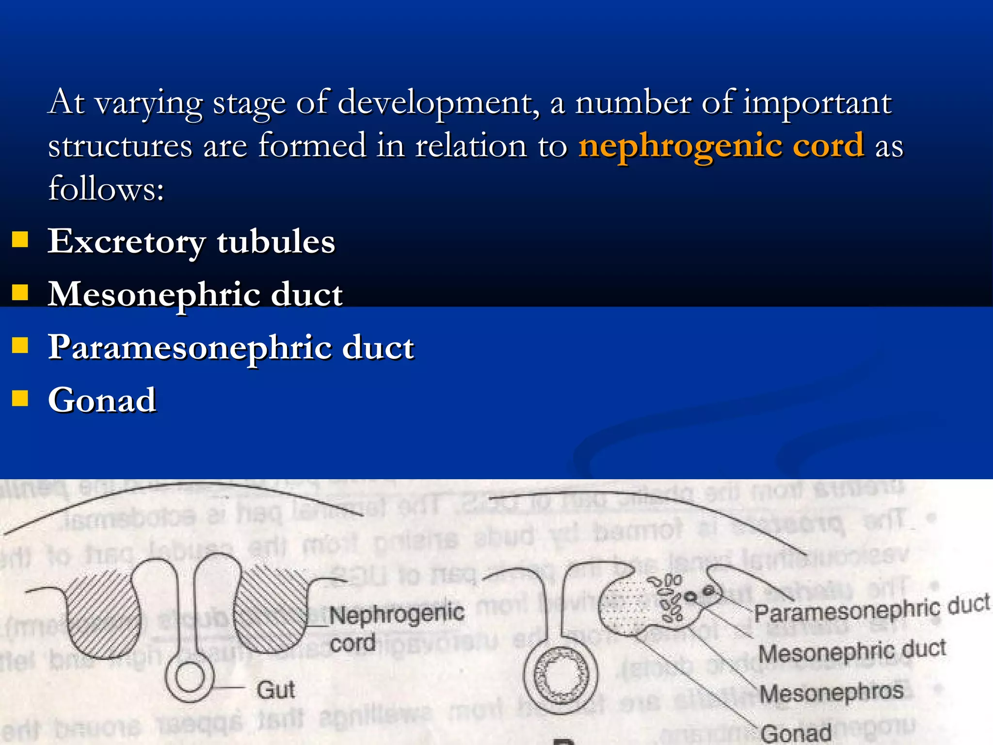 10.development of urogenital system | PPT