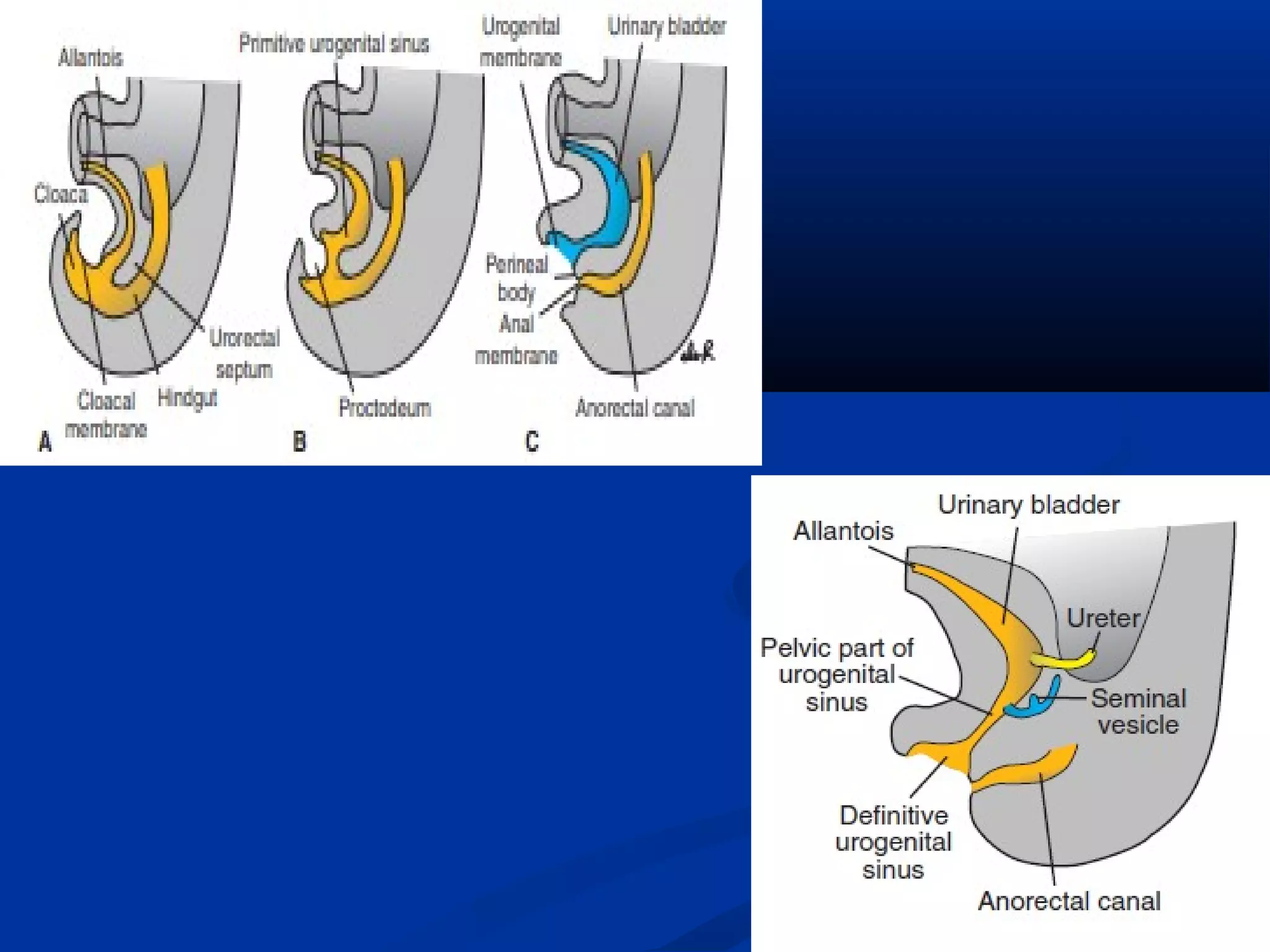 10.development of urogenital system | PPT