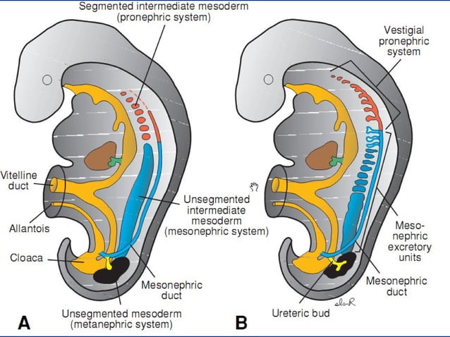 10.development of urogenital system | PPT