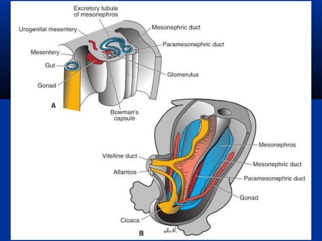 10.development of urogenital system | PPT
