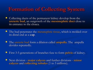 10.development of urogenital system | PPT