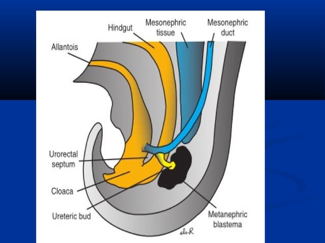 10.development of urogenital system | PPT