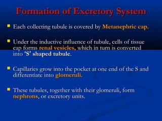 10.development of urogenital system | PPT