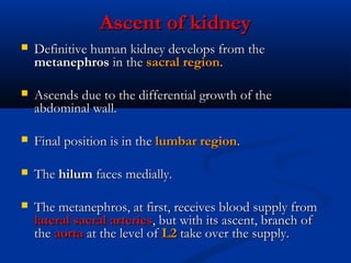 10.development of urogenital system | PPT
