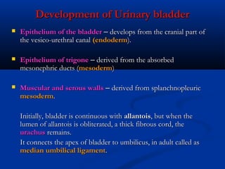 10.development of urogenital system | PPT