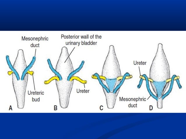 10.development of urogenital system | PPT