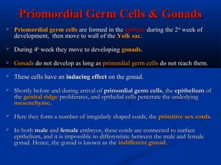 10.development of urogenital system | PPT