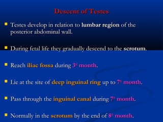 10.development of urogenital system | PPT