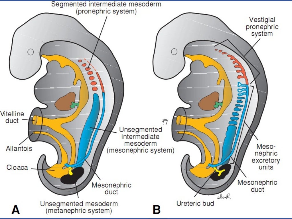10.development of urogenital system
