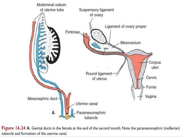 10.development of urogenital system