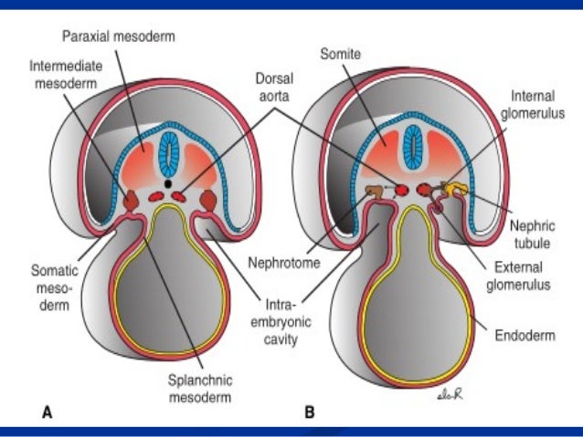 10.development of urogenital system