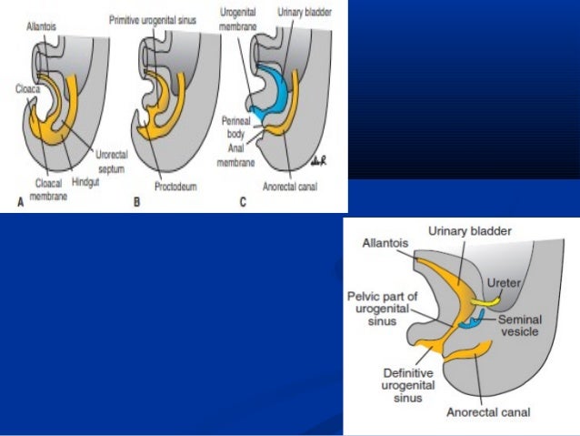 10.development of urogenital system