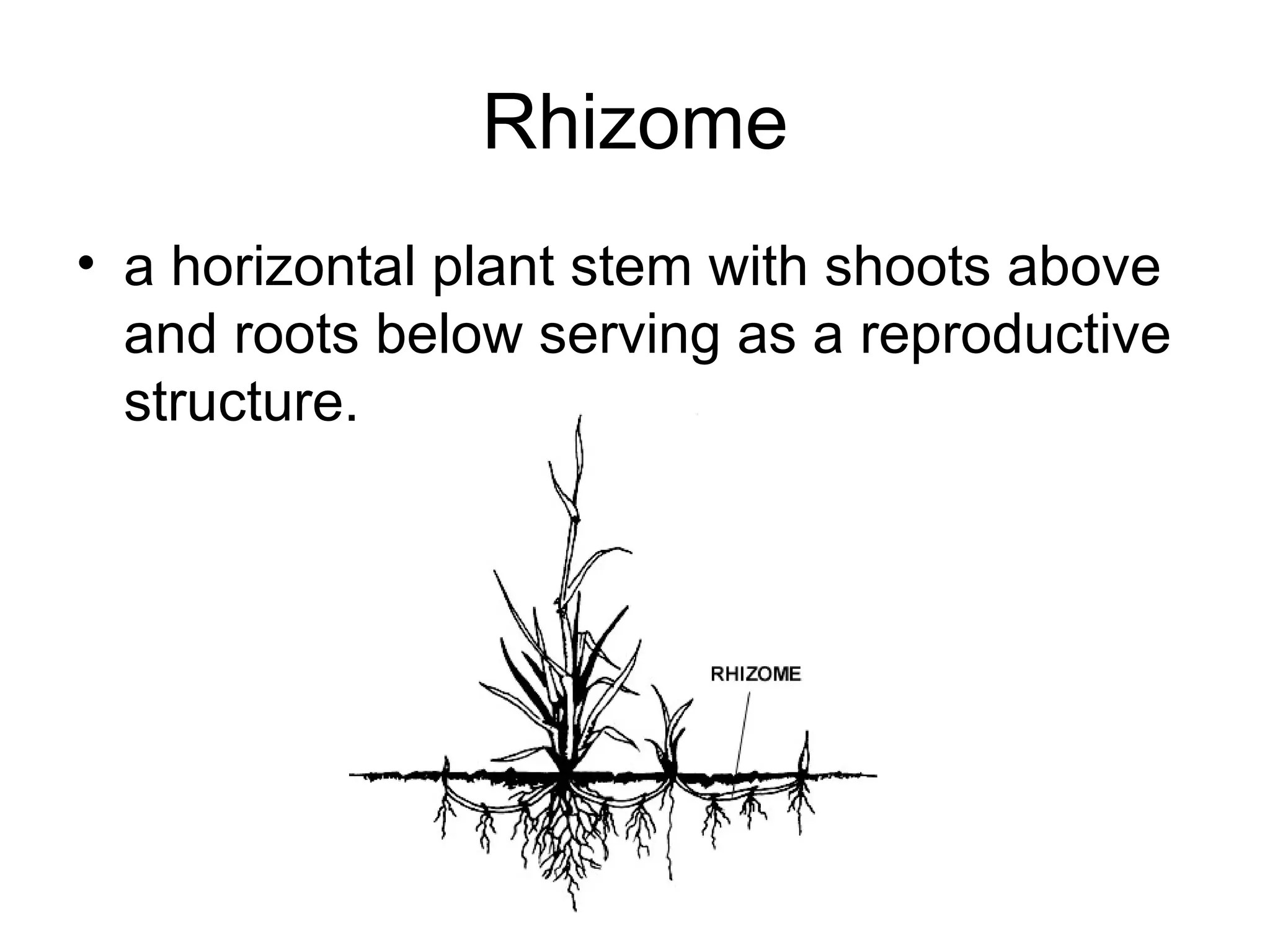 Establishing Turf | PPT