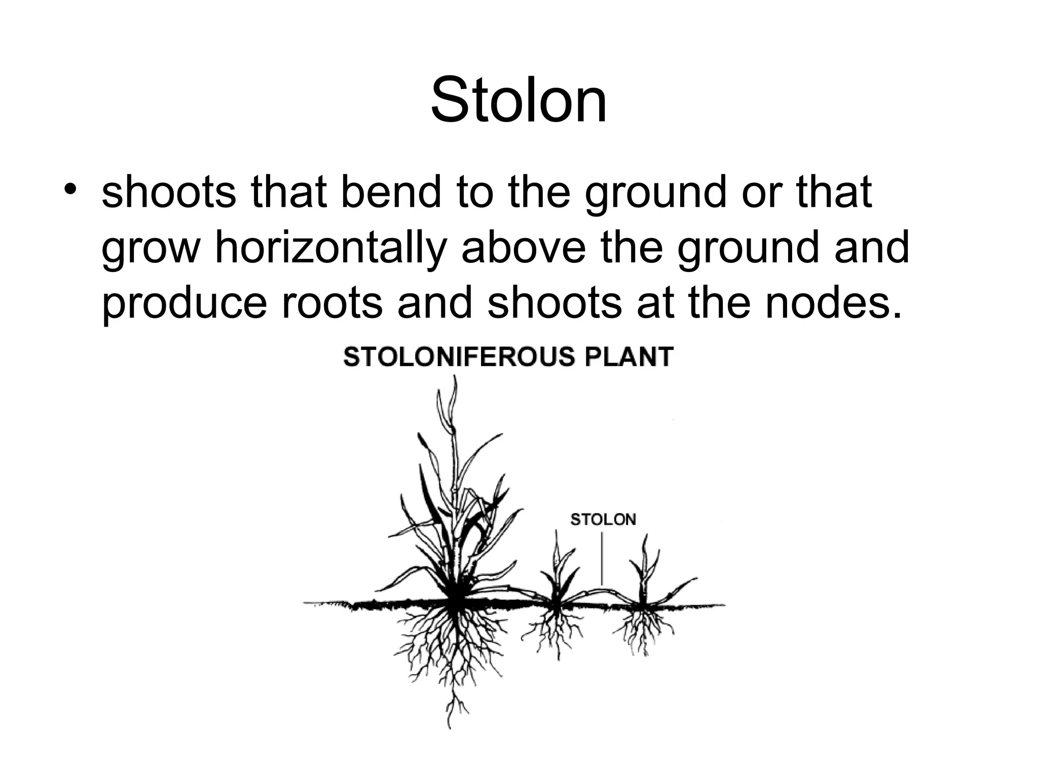 Establishing Turf | PPT
