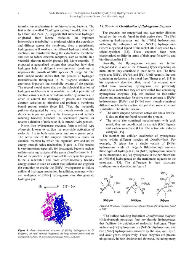 The functional complexity of [NiFe] hydrogenases in sulfate reducing bacteria (genus ...