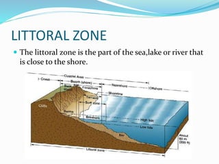 10. littoral zone | PPT
