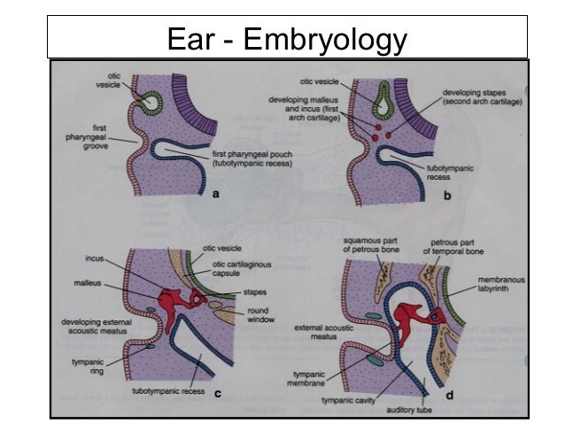 10.ear