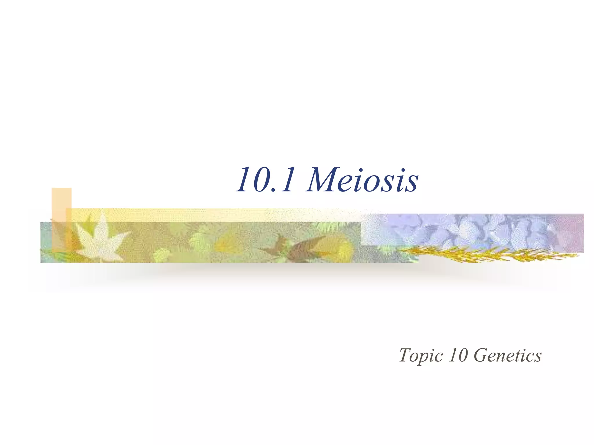 10.1 meiosis | PPT | Genetics | Science