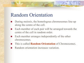10.1 meiosis | PPT | Genetics | Science