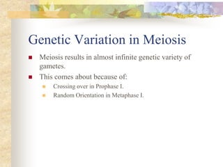 10.1 meiosis | PPT | Genetics | Science