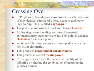 10.1 meiosis | PPT | Genetics | Science