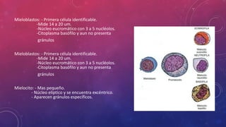Hematopoyesis | PPTX