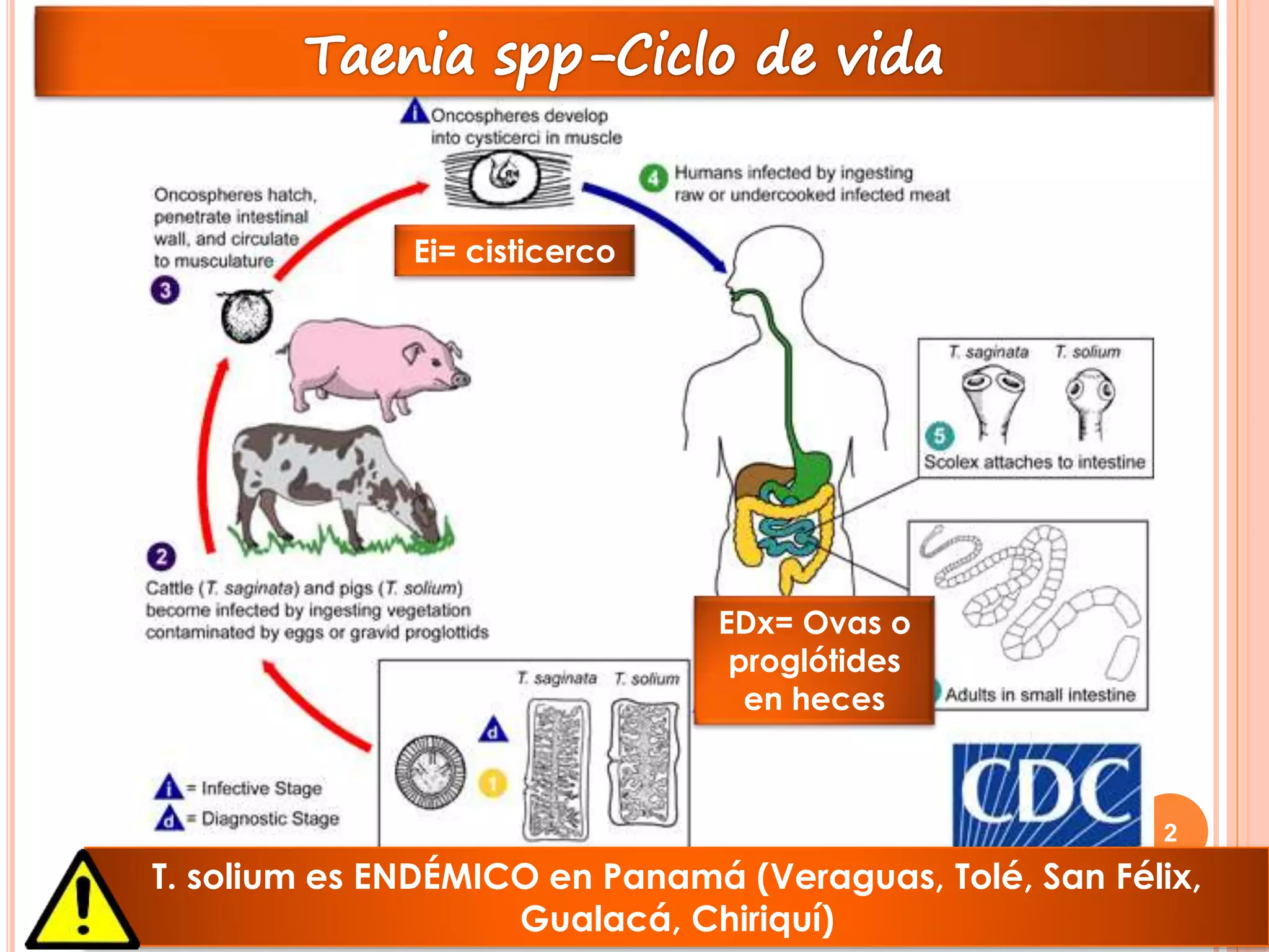 Taenia spp | PPTX