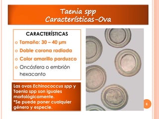Taenia spp | PPTX