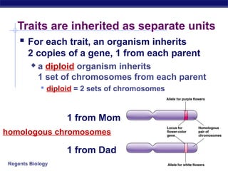 10.2 classical genetics ppt | PPT