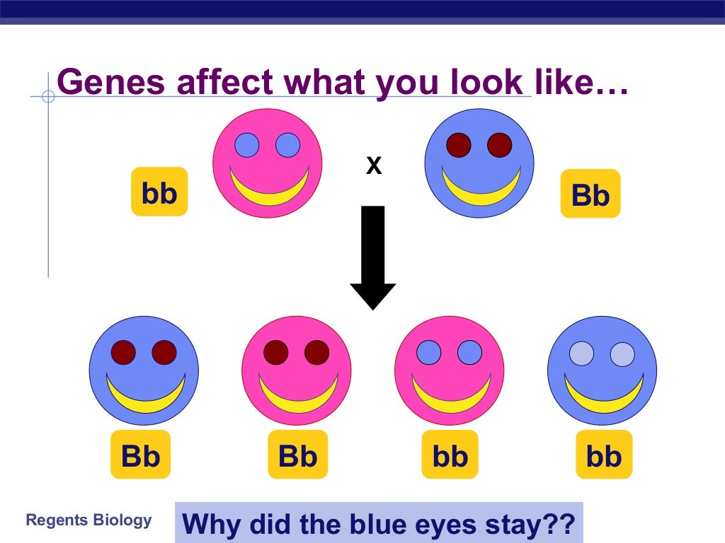 10.2 classical genetics ppt