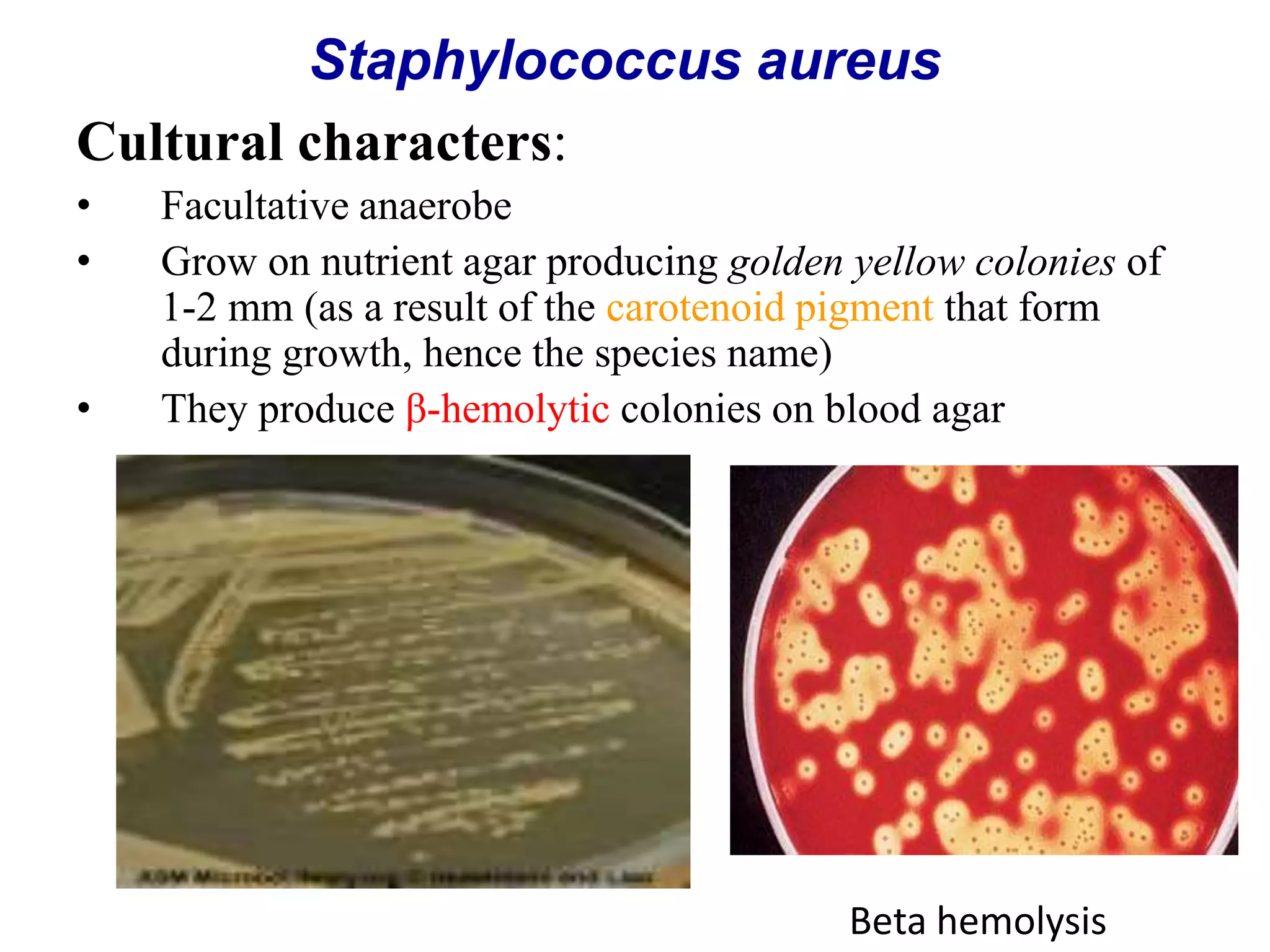 staphylococcus and streptococcus | PPTX
