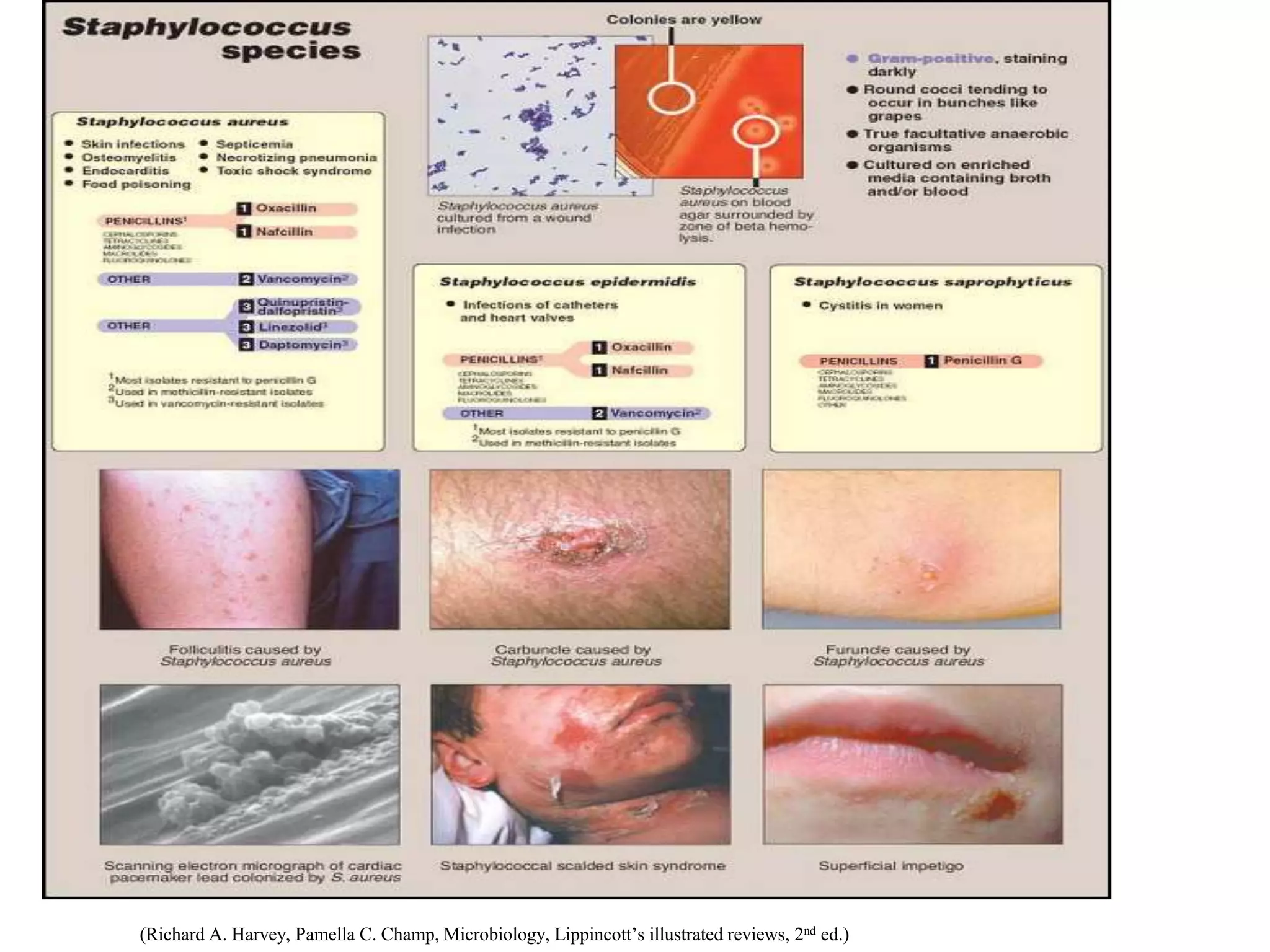 staphylococcus and streptococcus | PPTX | Infectious Diseases | Diseases and Conditions