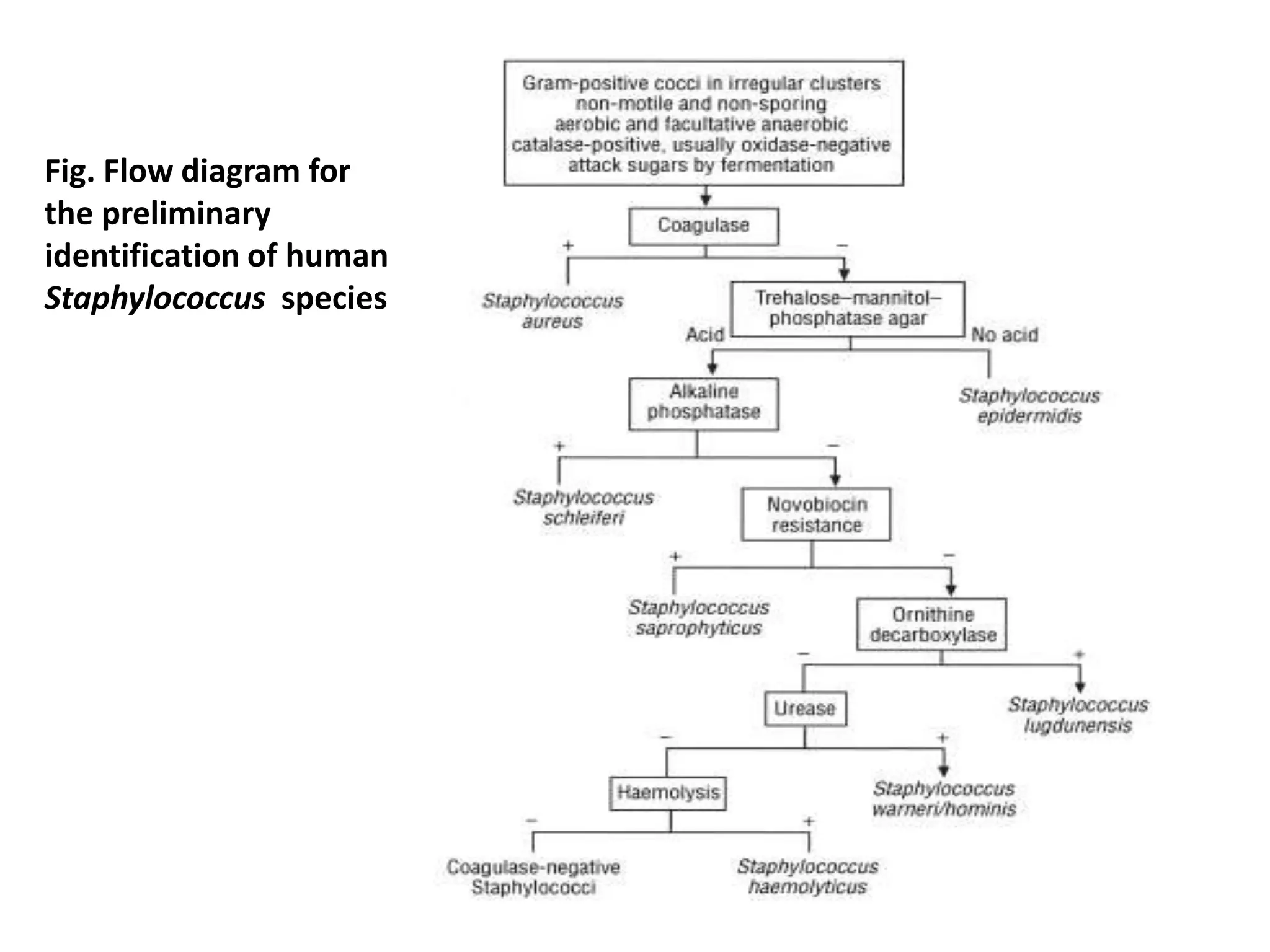 staphylococcus and streptococcus | PPTX