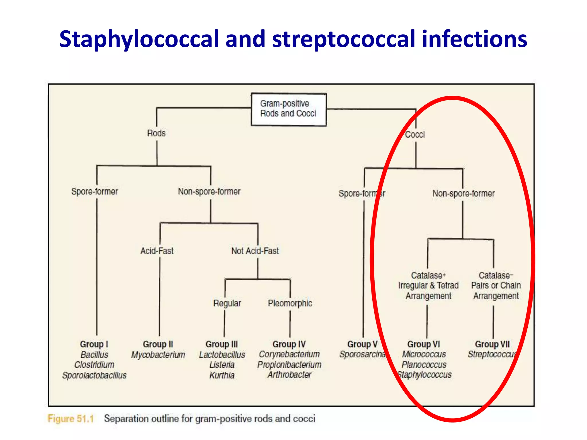 Staphylococcus And Streptococcus Pptx Infectious Diseases Diseases And Conditions