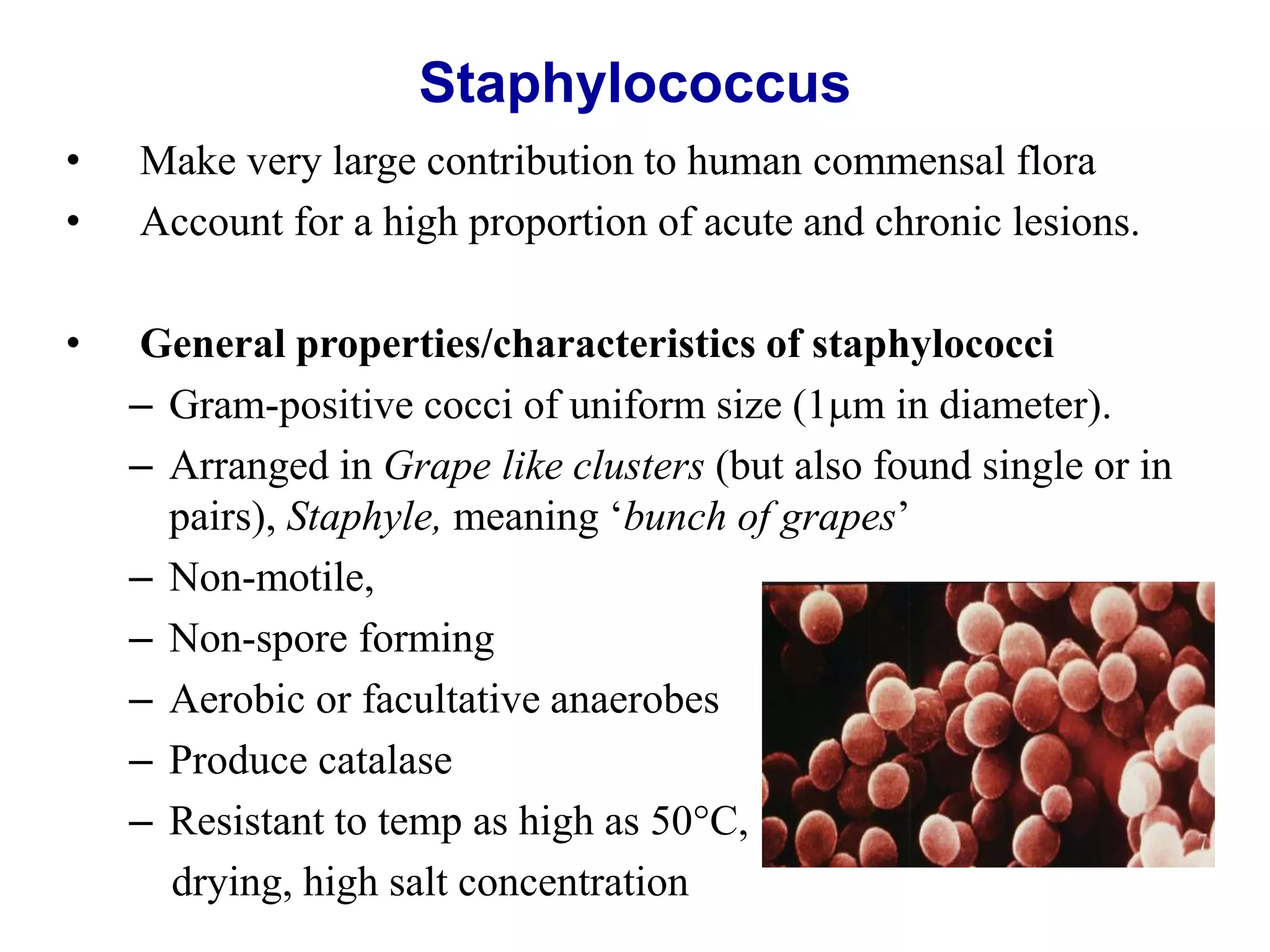 staphylococcus and streptococcus | PPTX