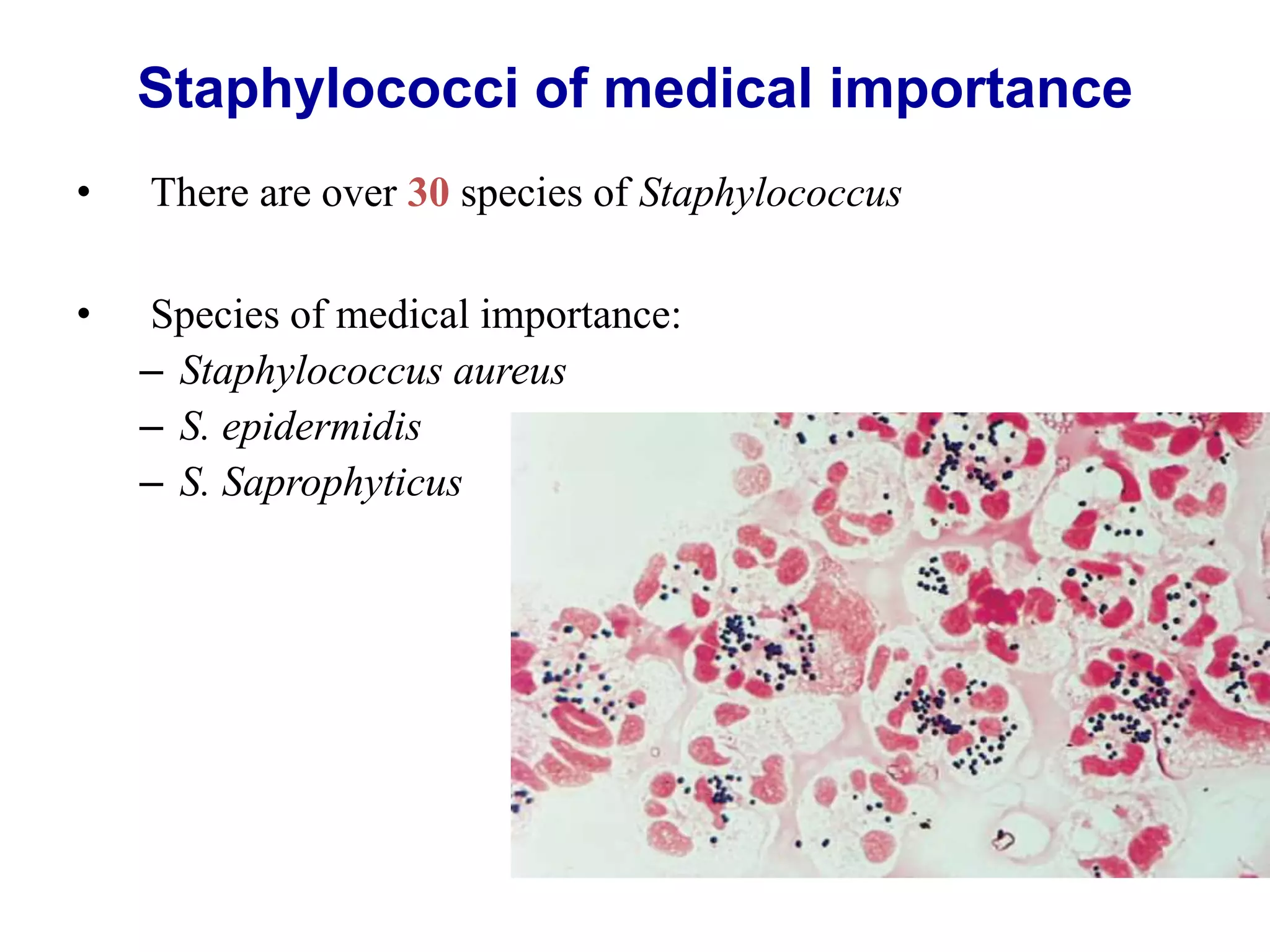 staphylococcus and streptococcus | PPTX