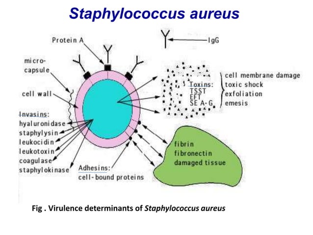 staphylococcus and streptococcus | PPTX | Infectious Diseases ...