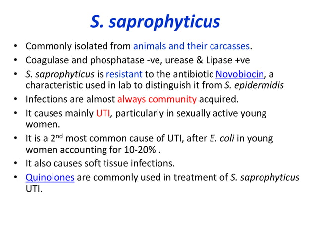 staphylococcus and streptococcus | PPTX | Infectious Diseases ...