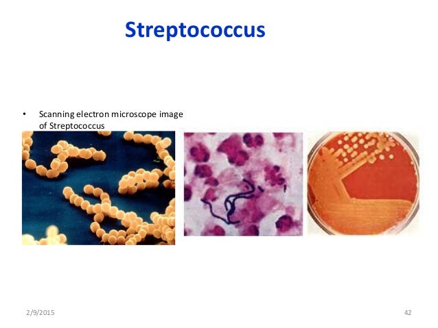 staphylococcus and streptococcus