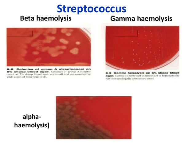 staphylococcus and streptococcus
